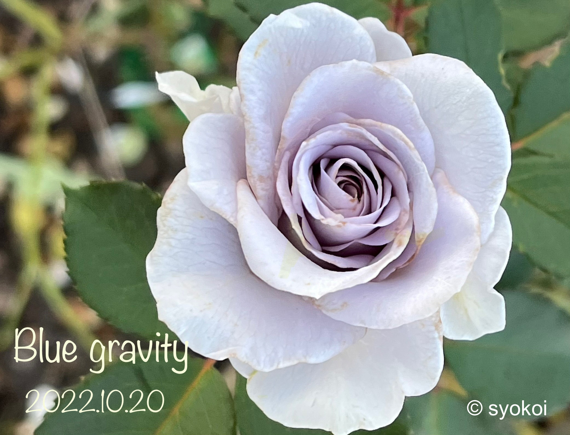 My Roses Blue Gravity 2022.10.20: Zezesy’s My Rose